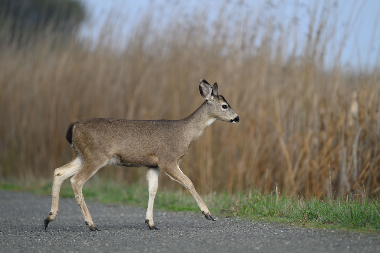 Meeting a Black-tailed Deer Family at Coyote Hills in Autumn (California) – Naraki Yusuke ...